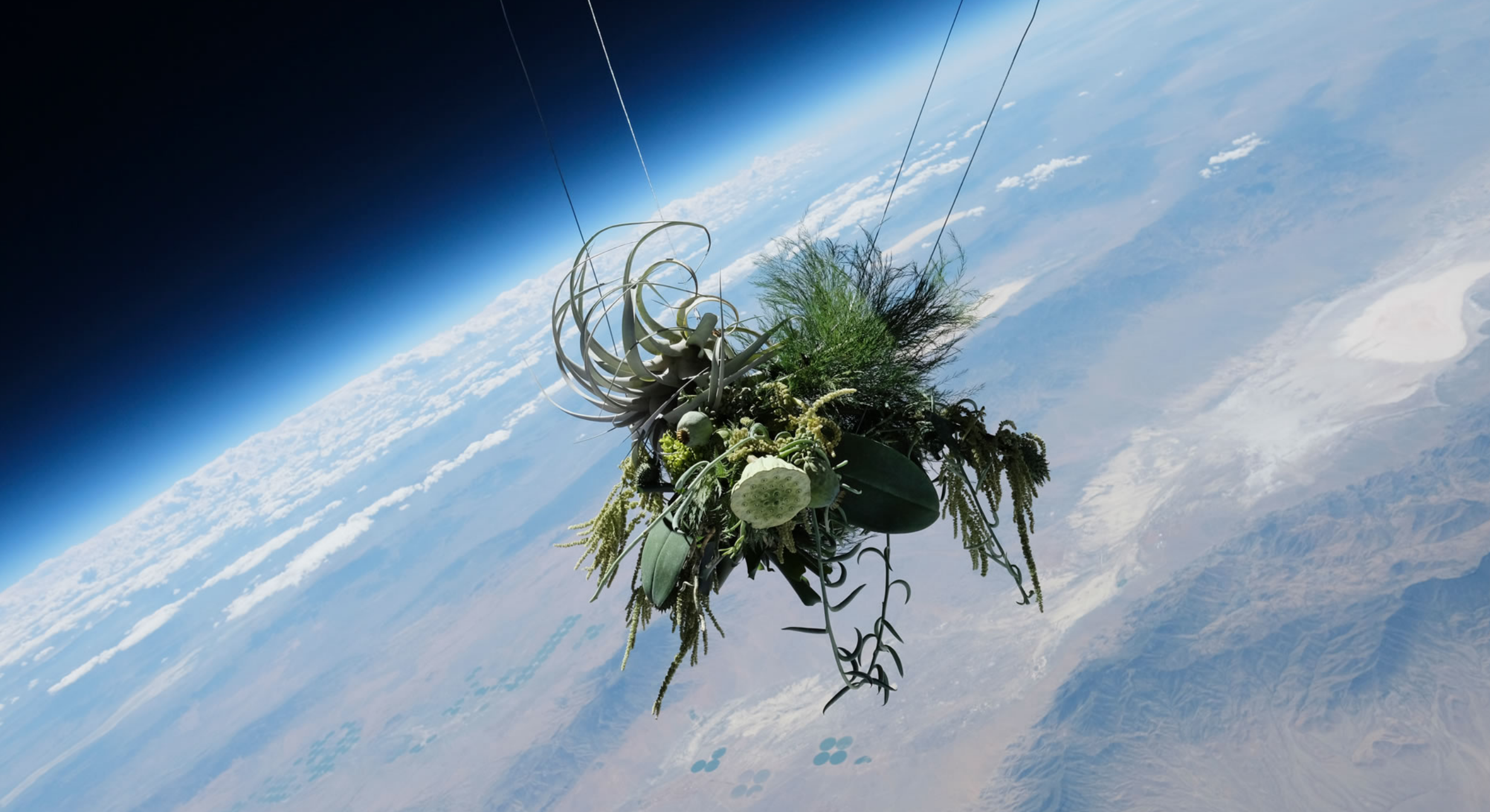 【作品介紹】將鮮花送上太空——Makoto Azuma《Botanical space flight》 | 融聲創意 Zone Sound ...